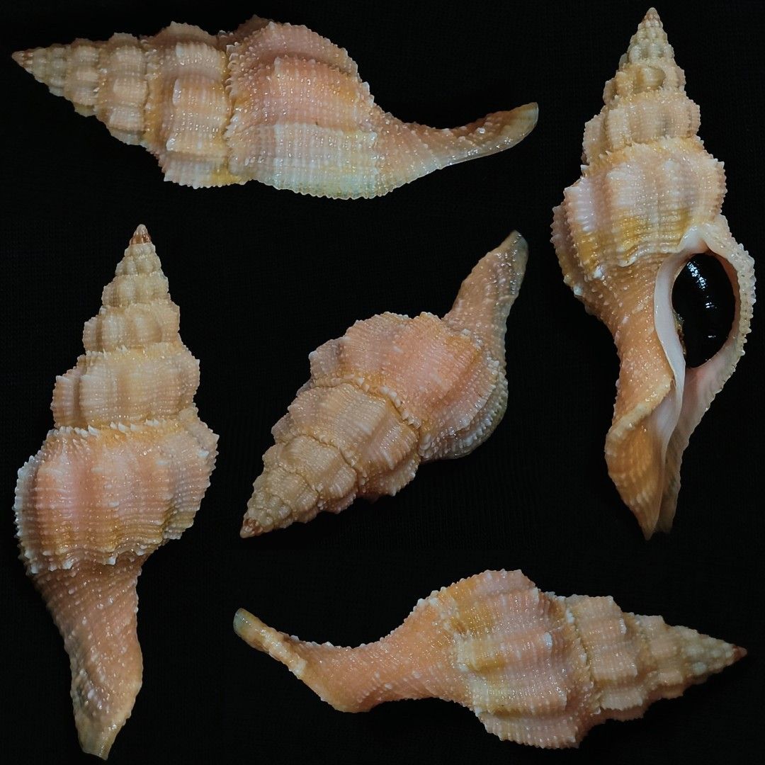 Seashell Latirus deynzerorum (Top Giant), Hobbies & Toys, Memorabilia & Collectibles, Vintage ...