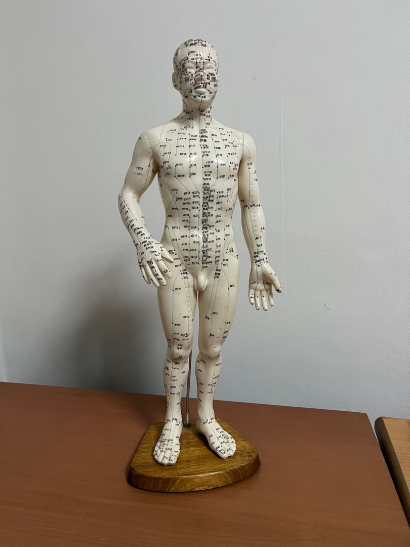 Acupuncture model (48cm height), Hobbies & Toys, Memorabilia ...