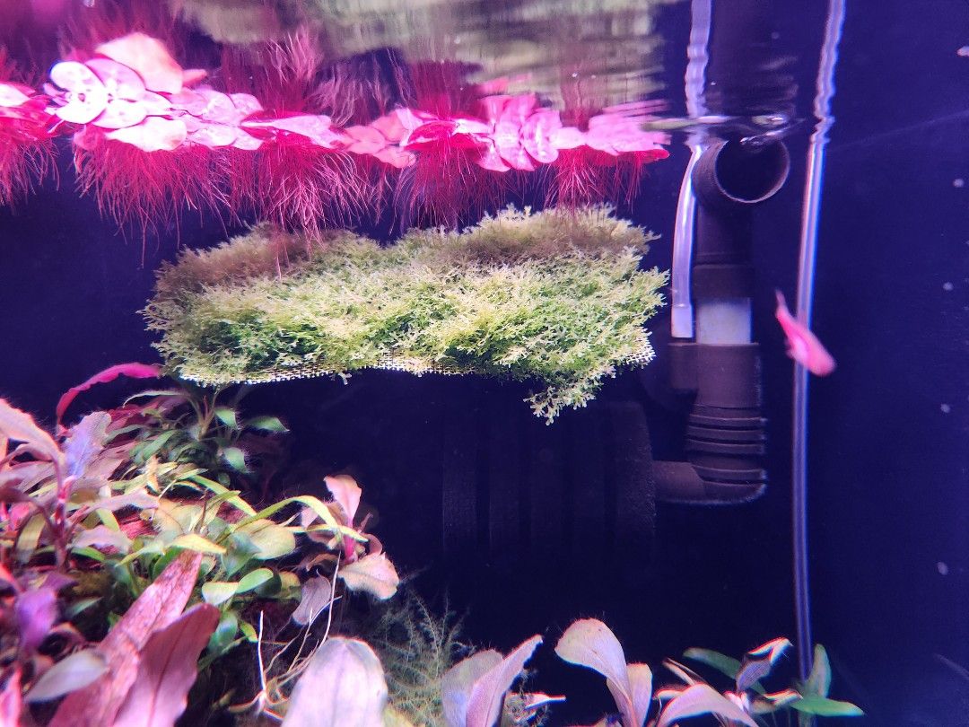 Coral Moss / Mini Pelia on wire mesh, Furniture & Home Living ...