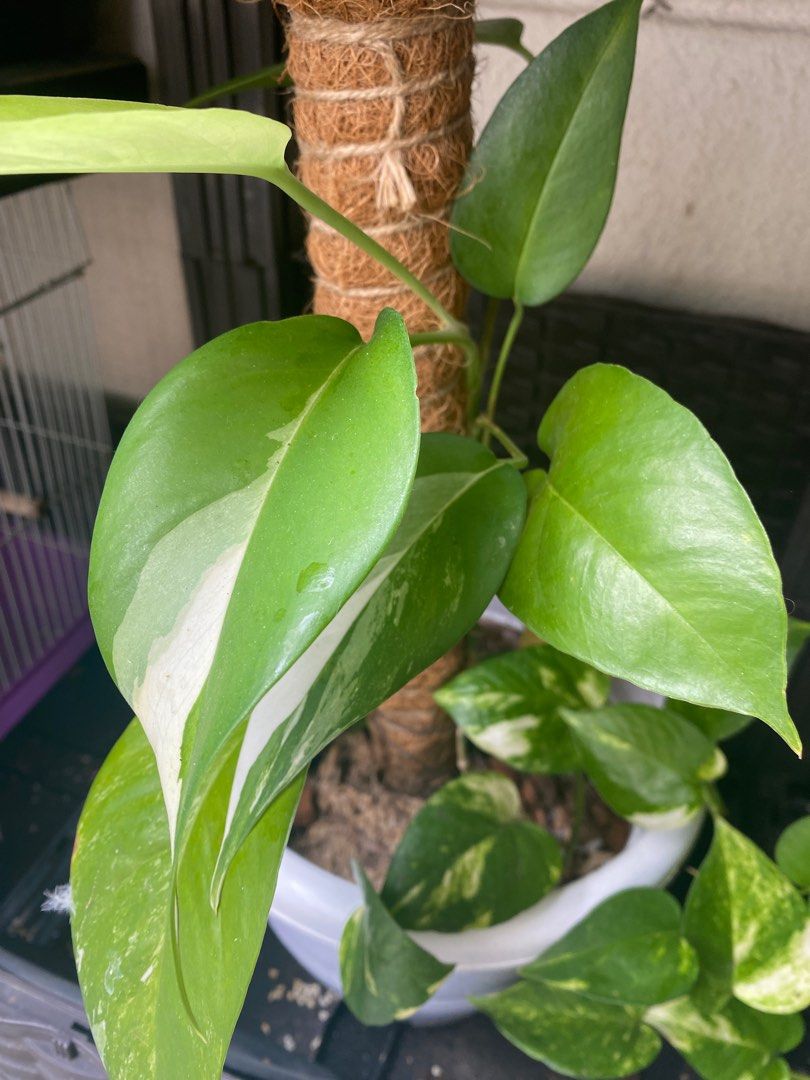 epipremnum pinnatum Albo with money plant, Furniture & Home Living ...