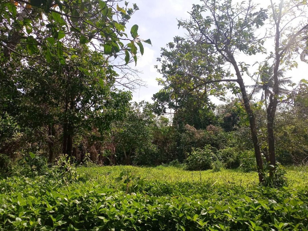 Farmlot - Alfonso Cavite near Tagaytay , Property, For Sale, Lot on Carousell