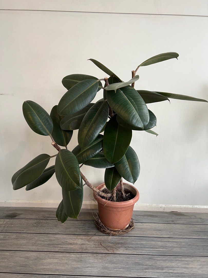 Ficus Rubber Plant, Furniture & Home Living, Gardening, Plants & Seeds ...