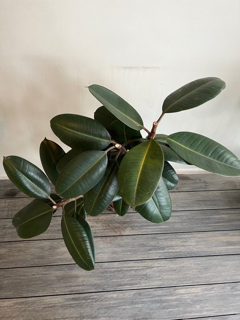 Ficus Rubber Plant, Furniture & Home Living, Gardening, Plants & Seeds ...