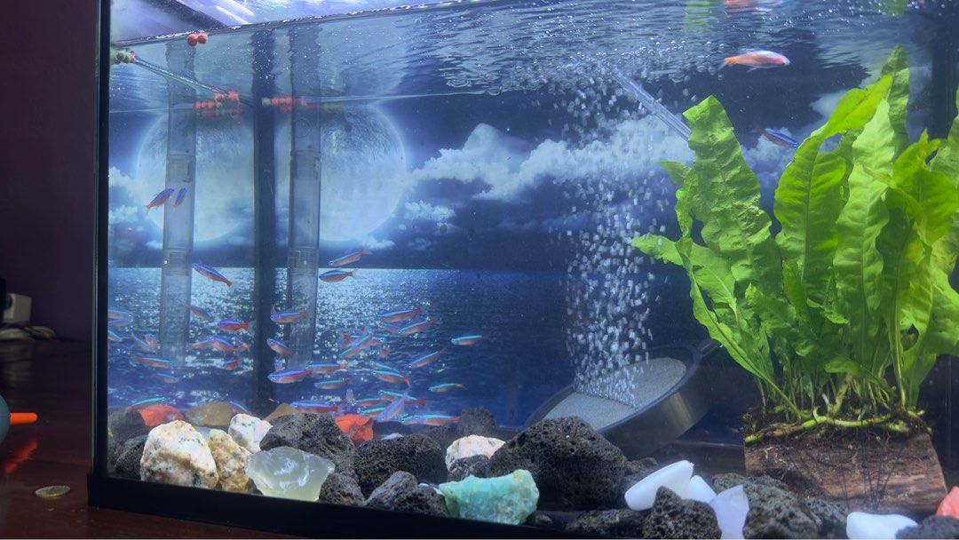 Fish Tank & Accesories, Pet Supplies, Homes & Other Pet Accessories on ...