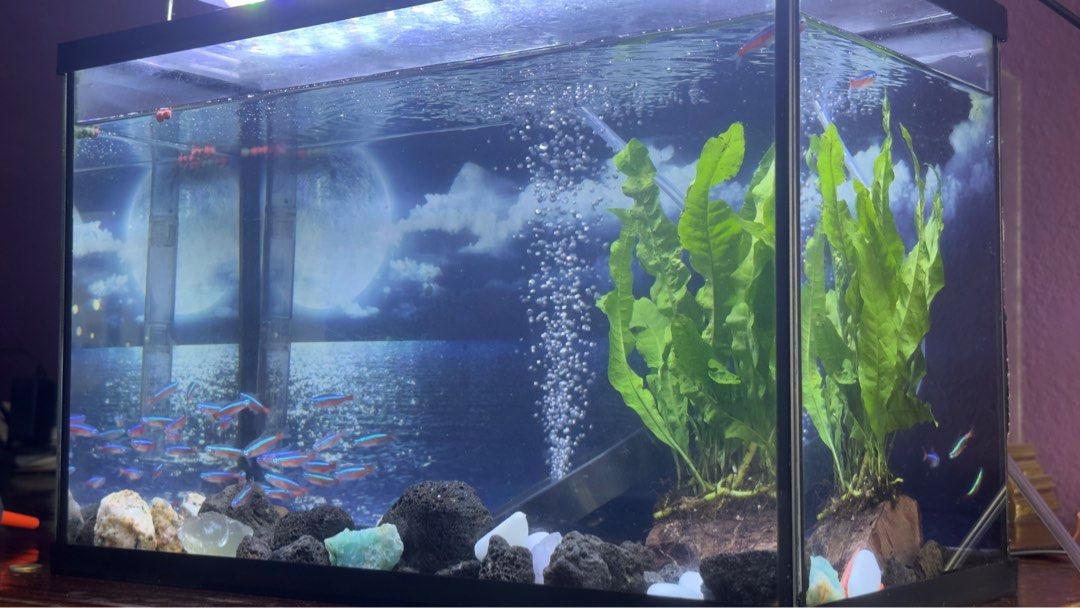 Fish Tank & Accesories, Pet Supplies, Homes & Other Pet Accessories on ...