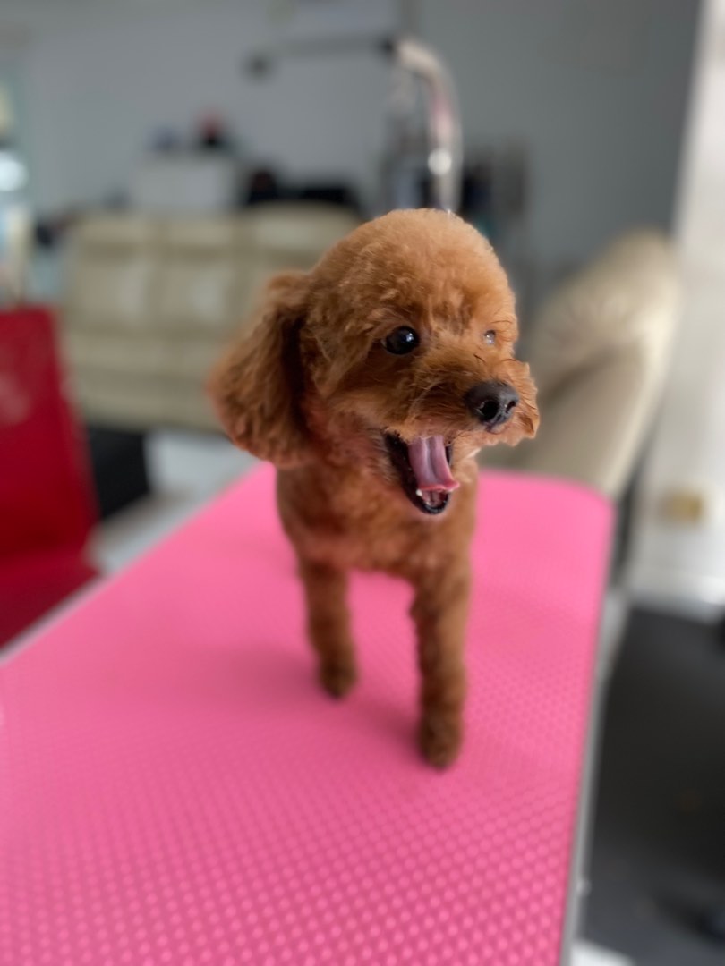 Home base Dog grooming in Sembawang, Lifestyle Services, Pet Care ...