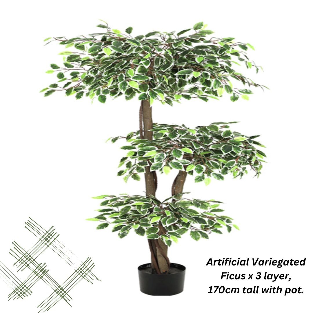 Variegated Ficus x3 layer artificial plant, false plant, events ...