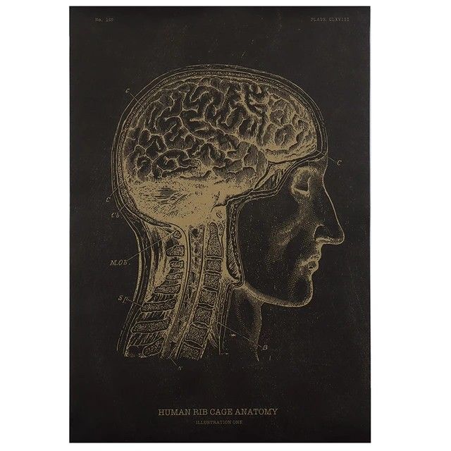 Anatomy Posters, Furniture & Home Living, Home Decor, Frames & Pictures ...