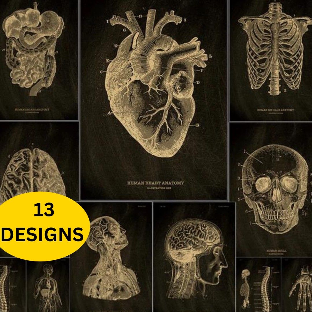 Anatomy Posters, Furniture & Home Living, Home Decor, Frames & Pictures ...
