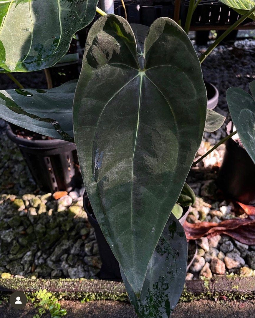 Anthurium Carlablackiae x pap RA6, Furniture & Home Living, Gardening ...