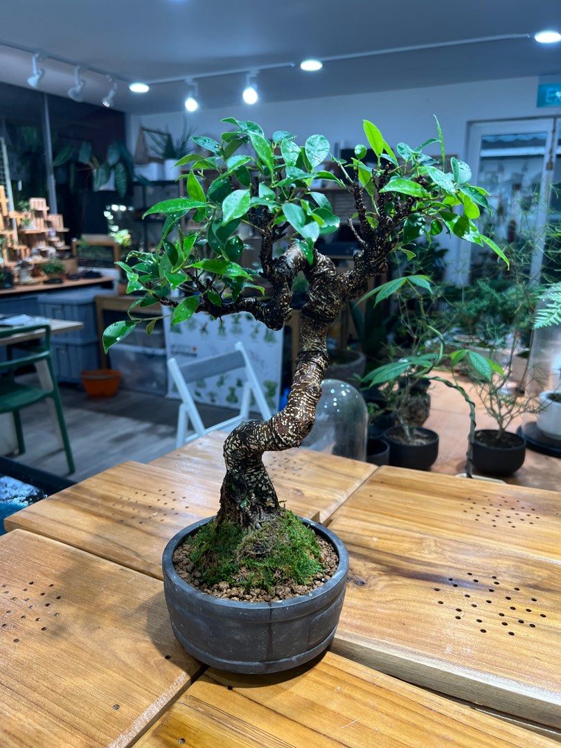 Ficus Microcarpa (Tiger Bark) Bonsai, Furniture & Home Living ...
