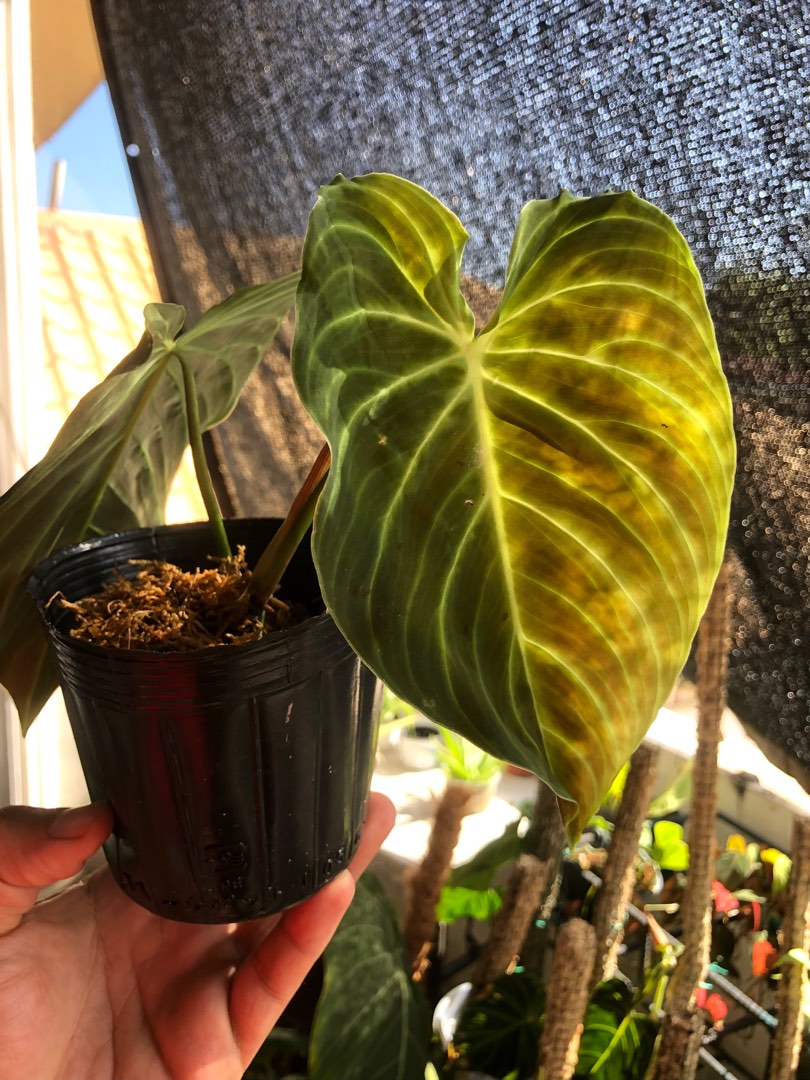 Philodendron Splendid on Carousell