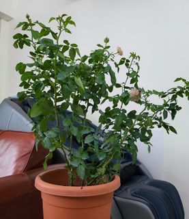 Rose plant ID Constance, own root ., Furniture & Home Living, Gardening ...