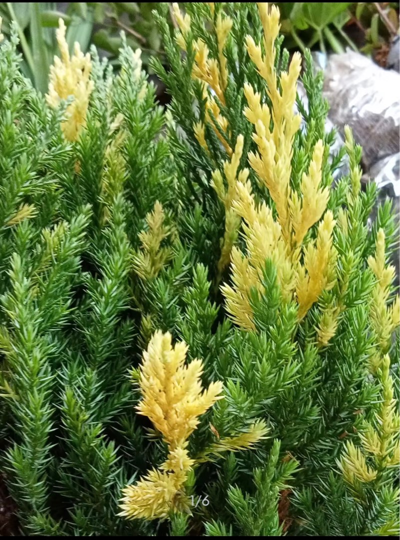 Variegated Cypress/ Uncommon variegated plant on Carousell