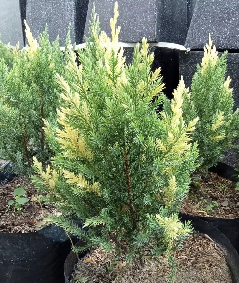 Variegated Cypress/ Uncommon variegated plant on Carousell