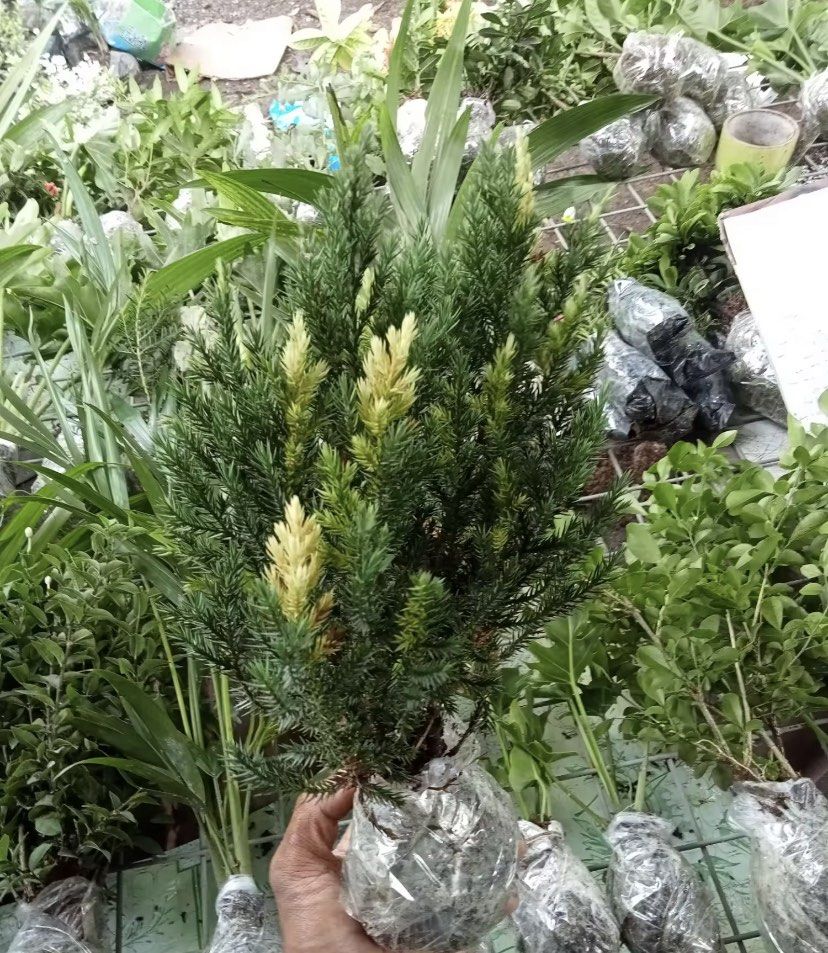Variegated Cypress/ Uncommon variegated plant on Carousell