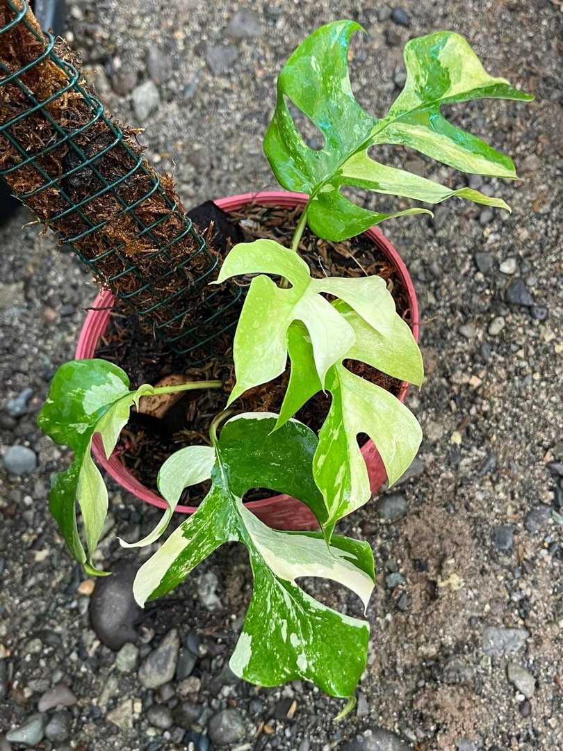 Variegated Tetrasperma, Furniture & Home Living, Gardening, Plants & Seeds on Carousell