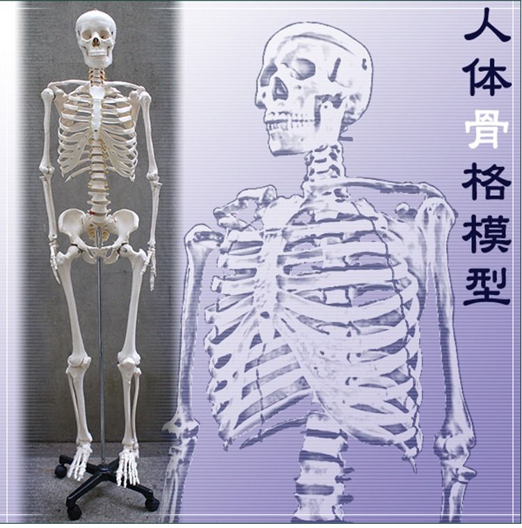 170cm Life Size Human Anatomical Teaching Use for School Biological ...