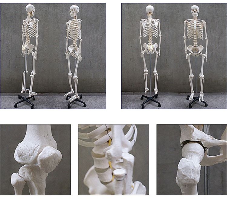 170cm Life Size Human Anatomical Teaching Use for School Biological ...