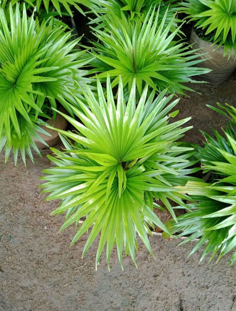 anahaw, Furniture & Home Living, Gardening, Plants & Seeds on Carousell