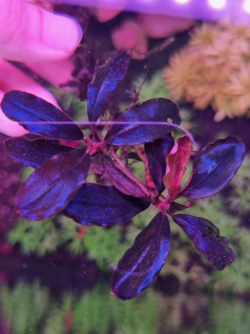 Bucephalandra multi variety SUBMERSED|buce bucep|aquatic aquarium fresh ...