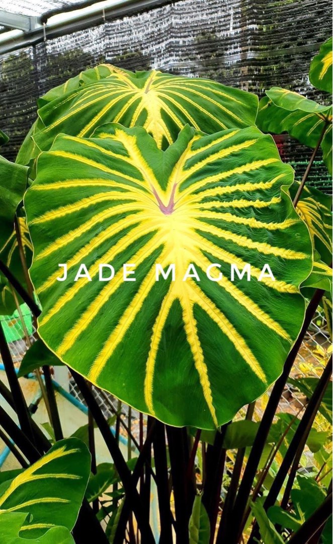 Colocasia Jade macma (Hybrid), Furniture & Home Living, Gardening ...