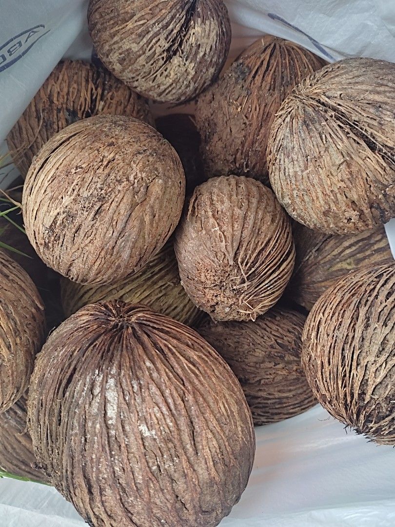 Decorate air plant (pong pong seed), Furniture & Home Living, Gardening ...