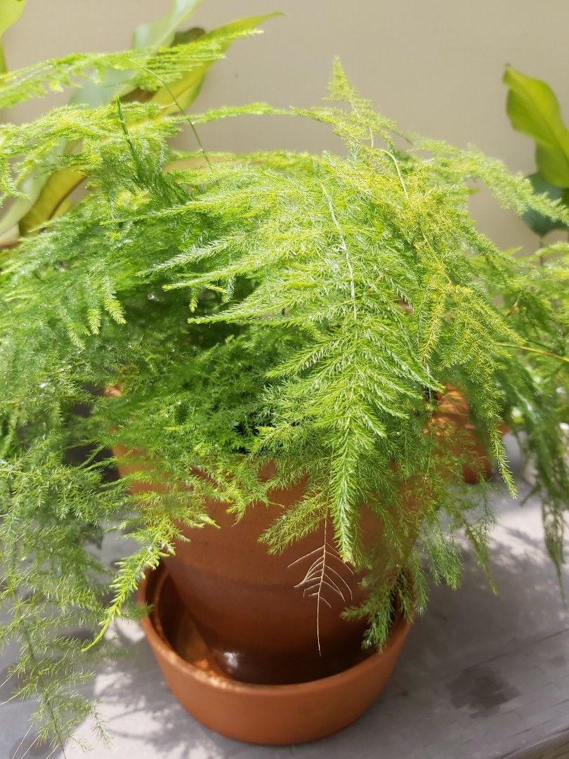 FERN WITH IKEA CLAY POT SET, Furniture & Home Living, Gardening, Plants ...