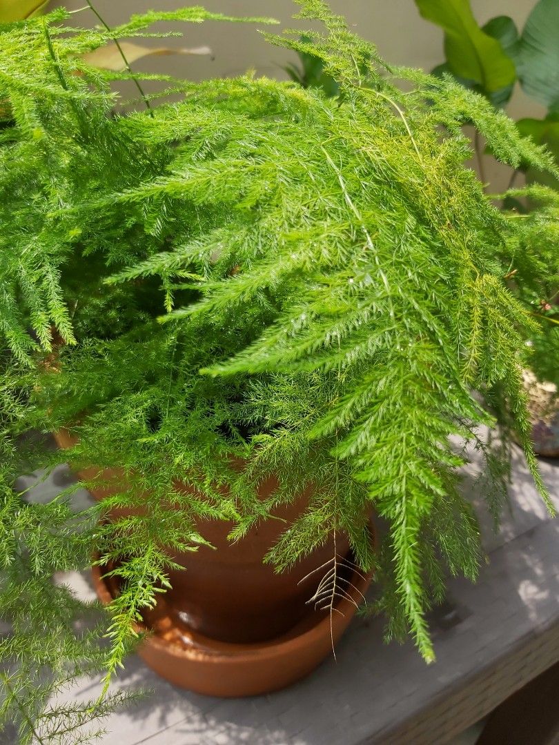 FERN WITH IKEA CLAY POT SET, Furniture & Home Living, Gardening, Plants ...