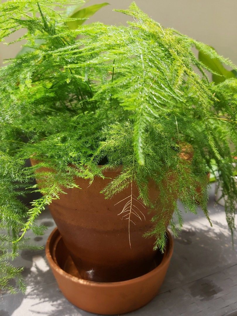 FERN WITH IKEA CLAY POT SET, Furniture & Home Living, Gardening, Plants ...