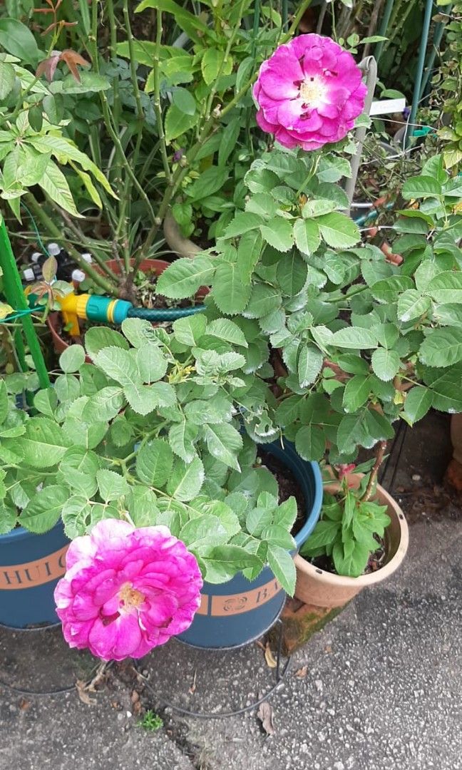 Minerva rose plant (purple pink), Furniture & Home Living, Gardening ...