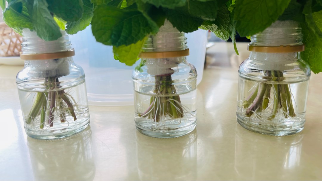 Mint plants rooting, Furniture & Home Living, Gardening, Plants & Seeds ...