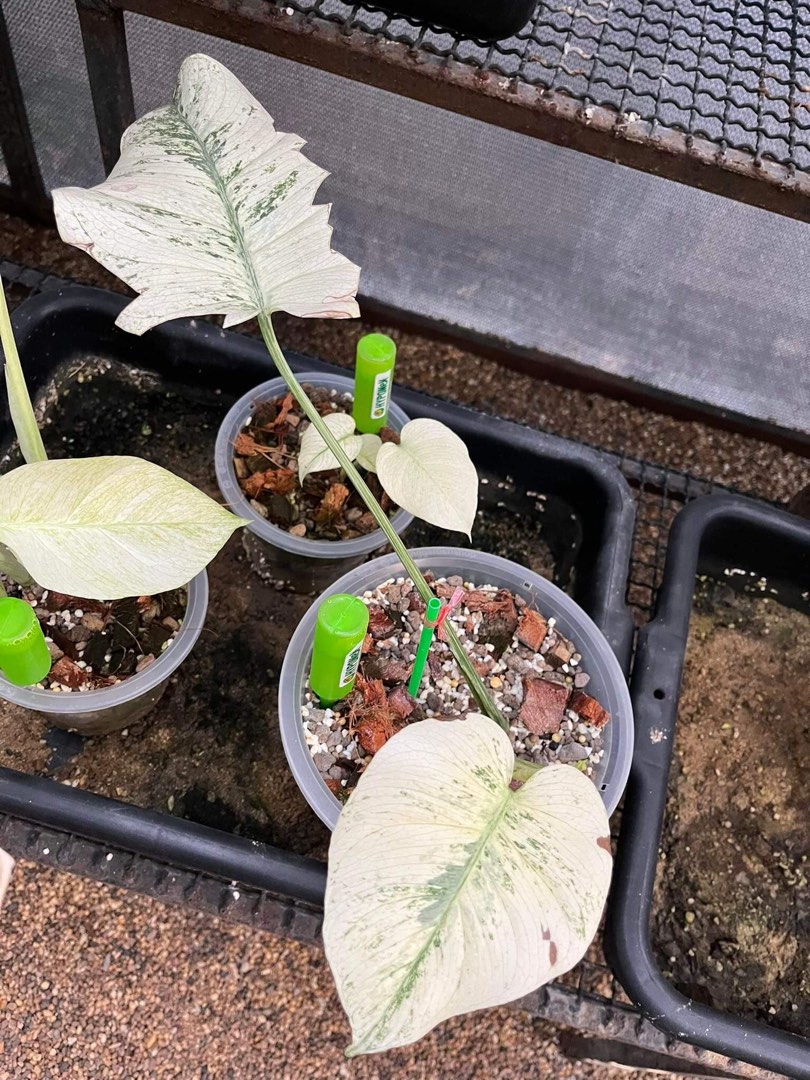 Monstera Deliciosa Full Mint (2 leaves + 1 Shoot), Furniture & Home ...