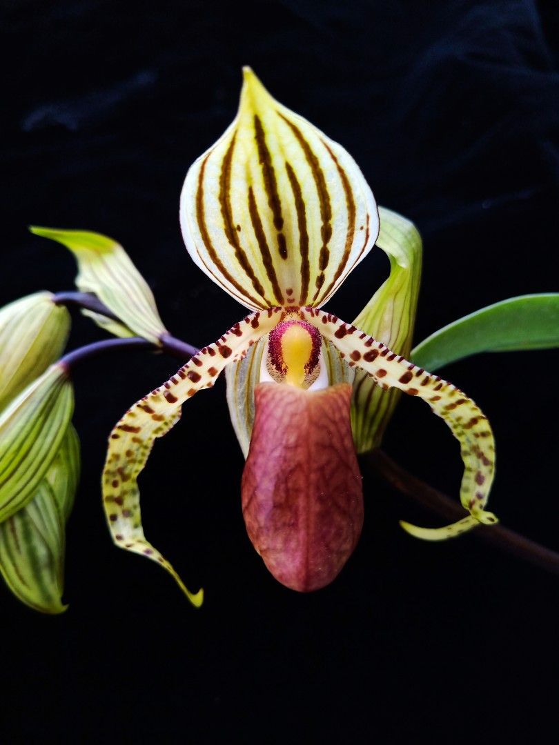 Paphiopedilum supardii, Furniture & Home Living, Gardening, Plants ...