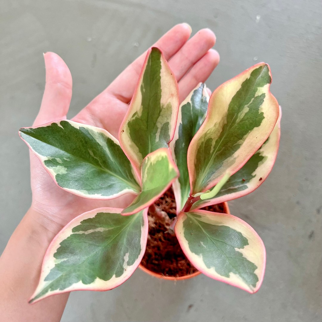 peperomia variegated, Furniture & Home Living, Gardening, Plants ...