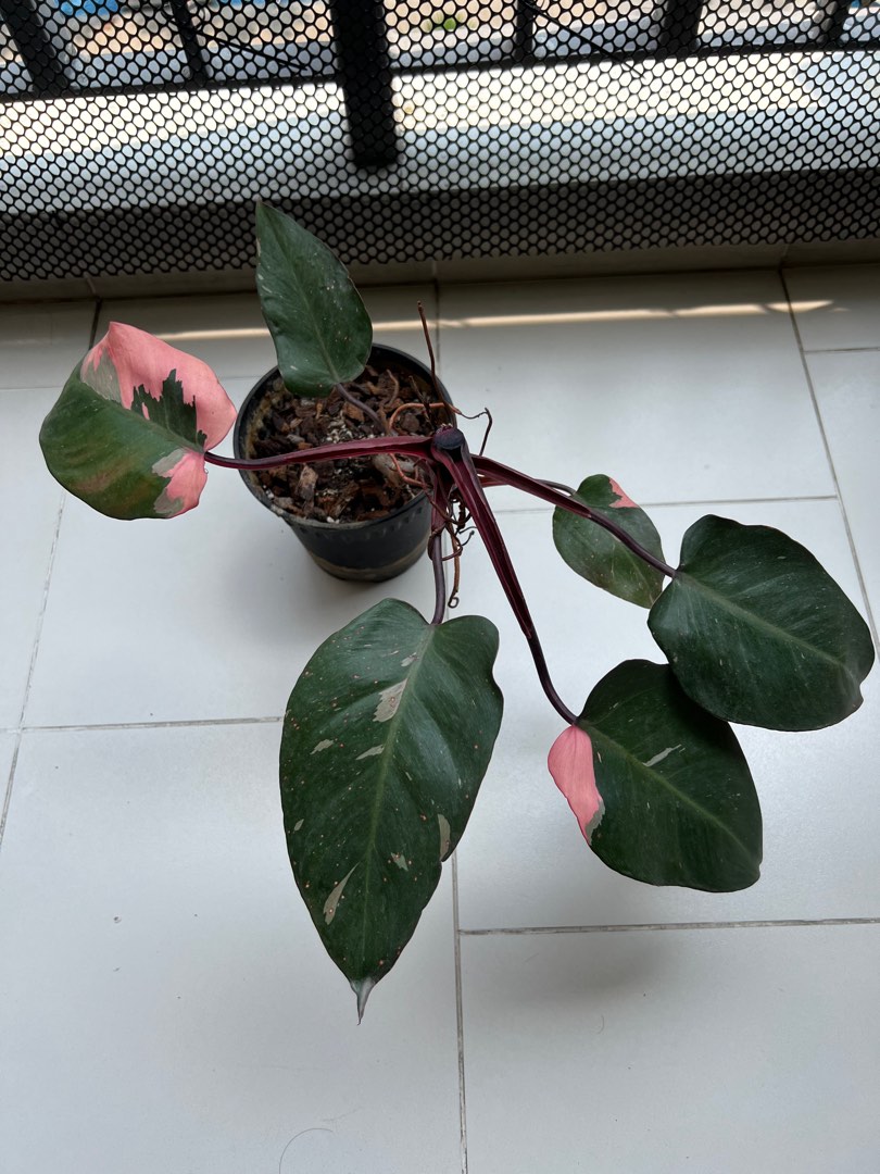 Philodendron Pink Princess, Furniture & Home Living, Gardening, Plants ...