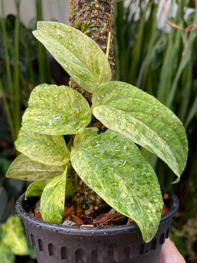 Rhaphidophora Korthalsii Variegated, Furniture & Home Living, Gardening ...
