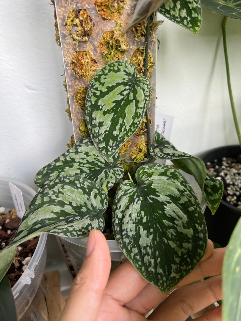 Scindapsus sp. Tricolour, Furniture & Home Living, Gardening, Plants ...