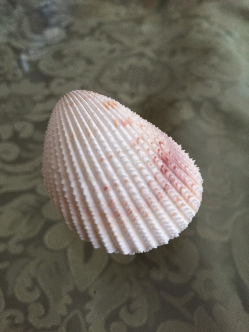 Seashell - Florida Prickly Cockle seashell, Furniture & Home Living ...