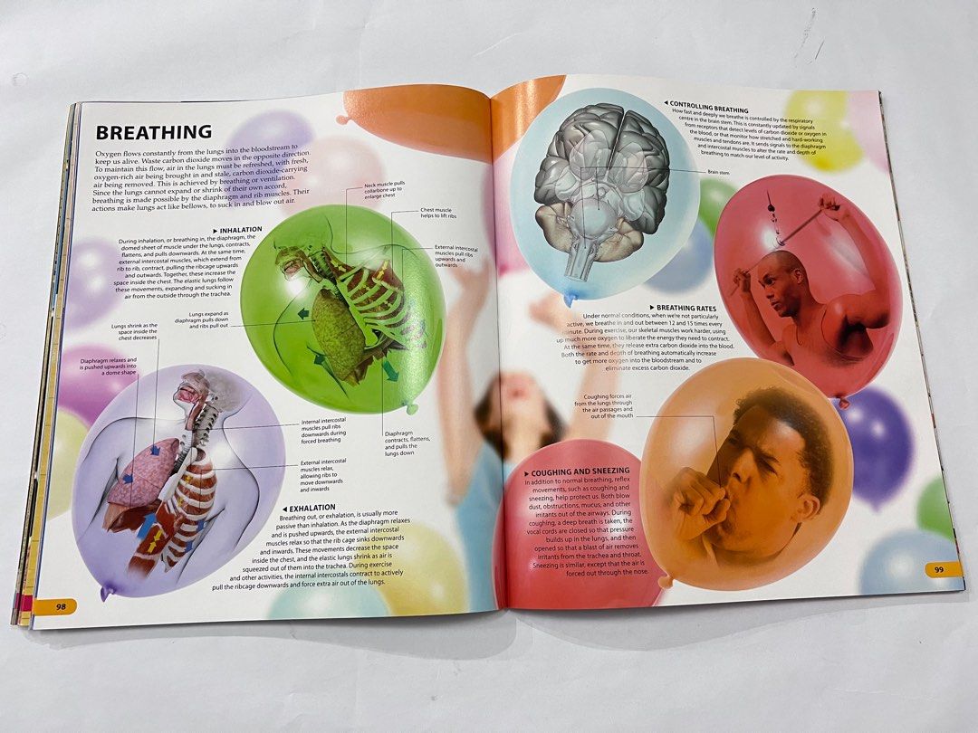 Wow! Human Body - Educational Book, Hobbies & Toys, Books & Magazines ...