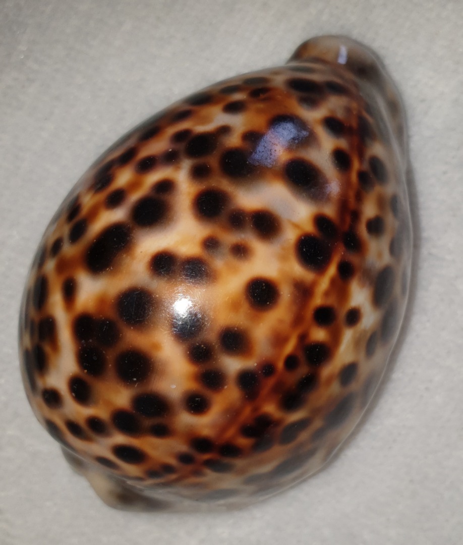 5 Nice Cypraea shells., Hobbies & Toys, Memorabilia & Collectibles ...