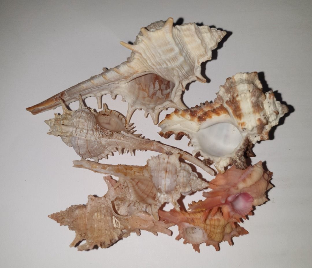 7 Different Murex from deep water., Hobbies & Toys, Memorabilia ...