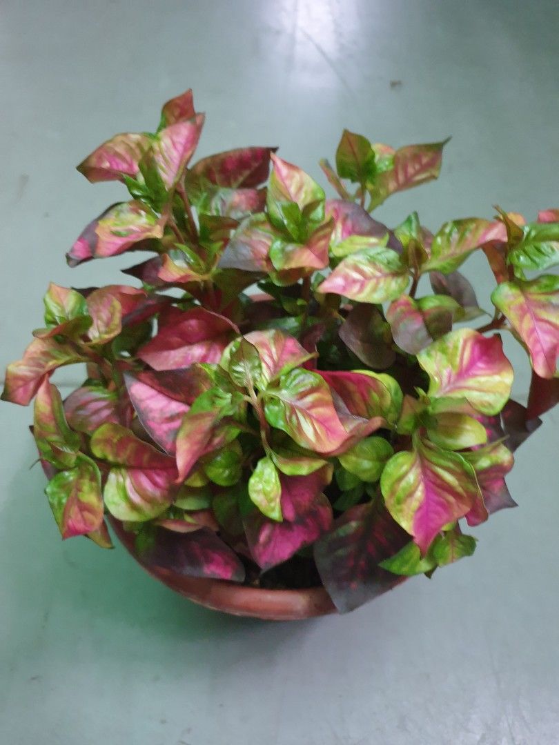 Alternanthera Ficoidea Joseph's Coat Party Time 3 colours Variegated ...