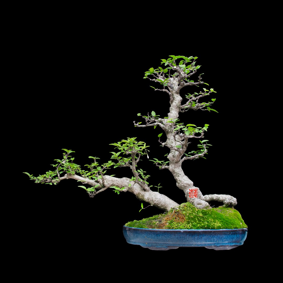 Bonsai 48cm Shui Mei Water Jasmine Wrightia Religiosa, Furniture & Home ...