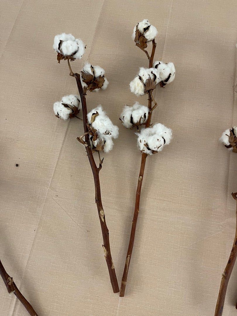 Cotton Flower Stalks, Furniture & Home Living, Home Decor, Artificial ...