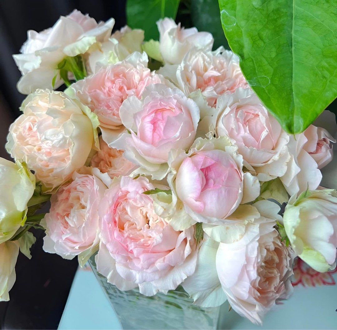 M-Perzik rose (peony version rose), Furniture & Home Living, Gardening ...