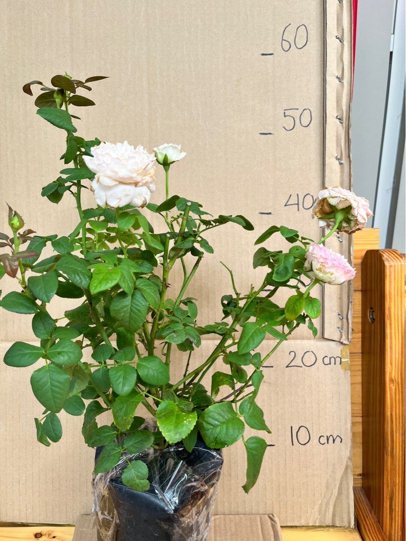 M-Perzik rose (peony version rose), Furniture & Home Living, Gardening ...