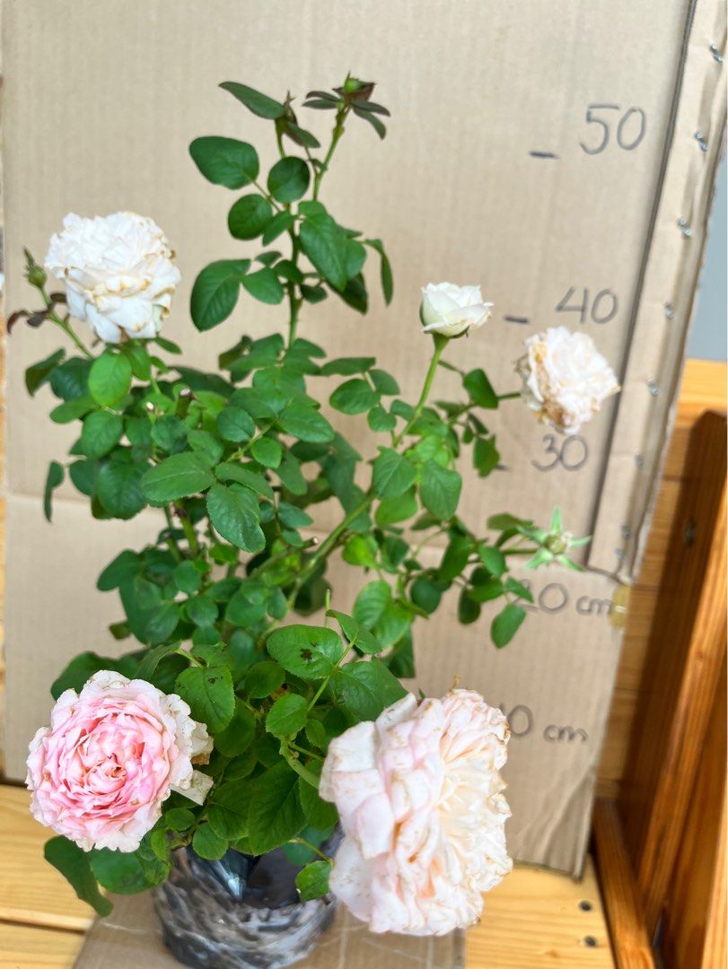 M-Perzik rose (peony version rose), Furniture & Home Living, Gardening ...