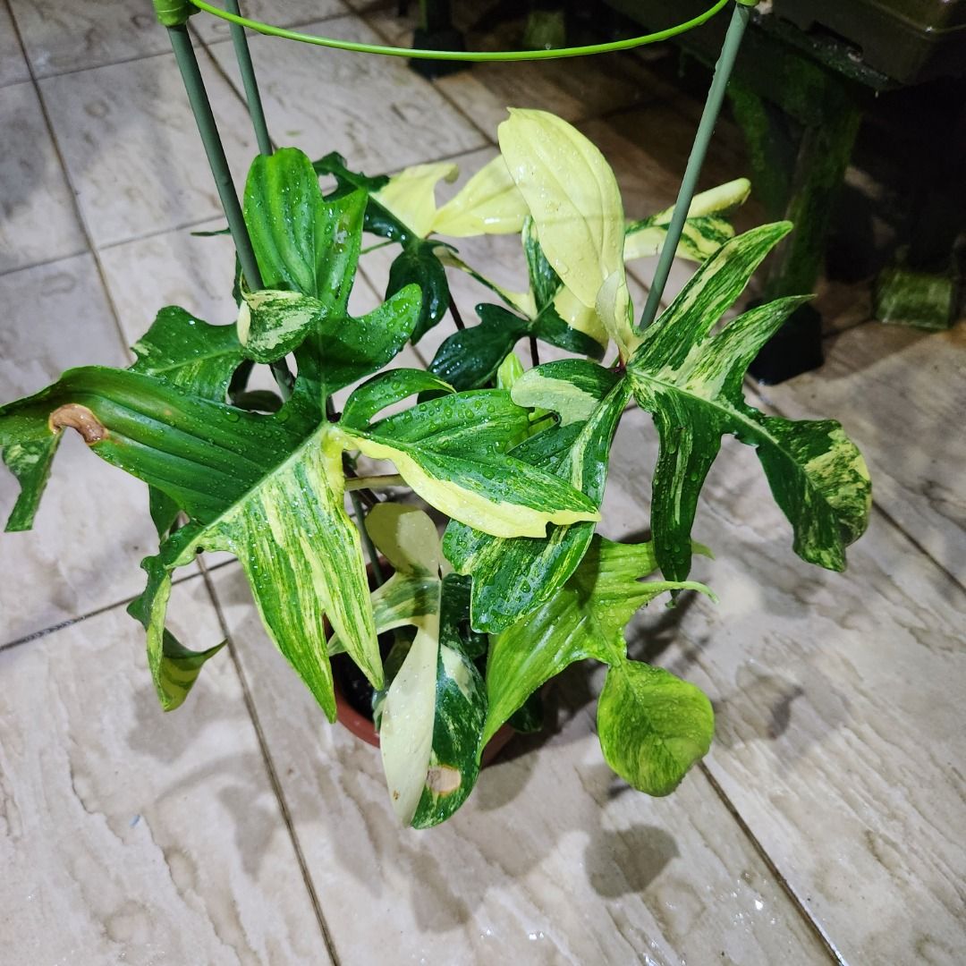 Philodendron Florida Beauty Variegated Plant, Furniture & Home Living ...