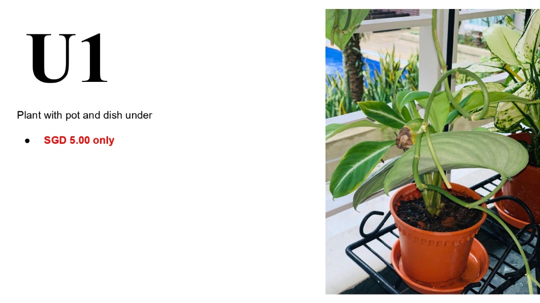 Plant U1 & U2, Furniture & Home Living, Gardening, Plants & Seeds on ...